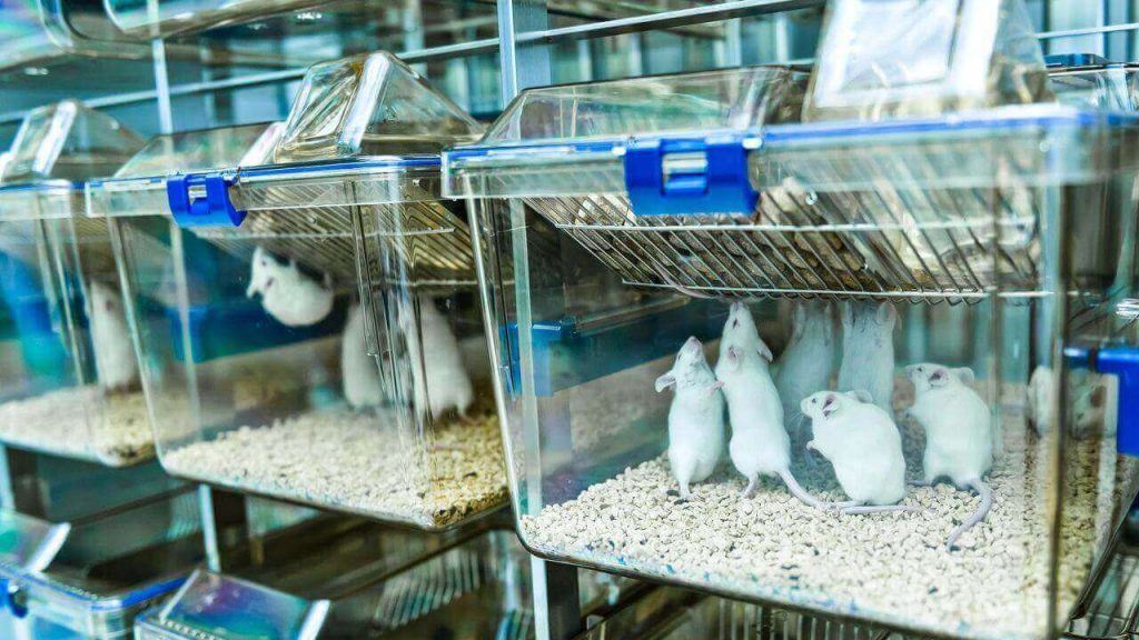 Essential Vivarium Design Elements